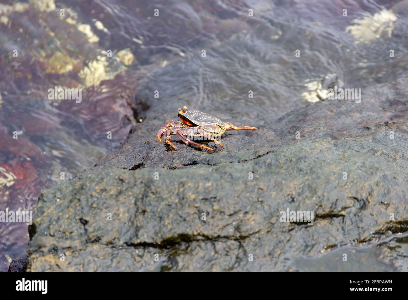 Crab from the tropical sea sit on a rock in the surf zone. Laccadive ...