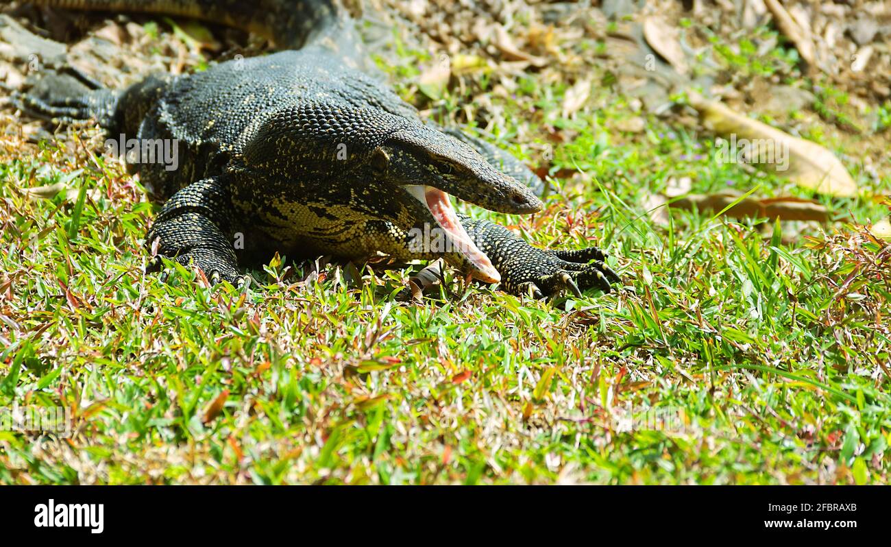 Varan with open fauces. Monitor lizard (Asian water monitor, kabaragoya ...