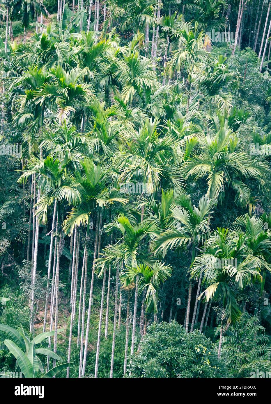 Slender tall palm trees (Chamaedorea palm, bamboo tree) on the edge of ...