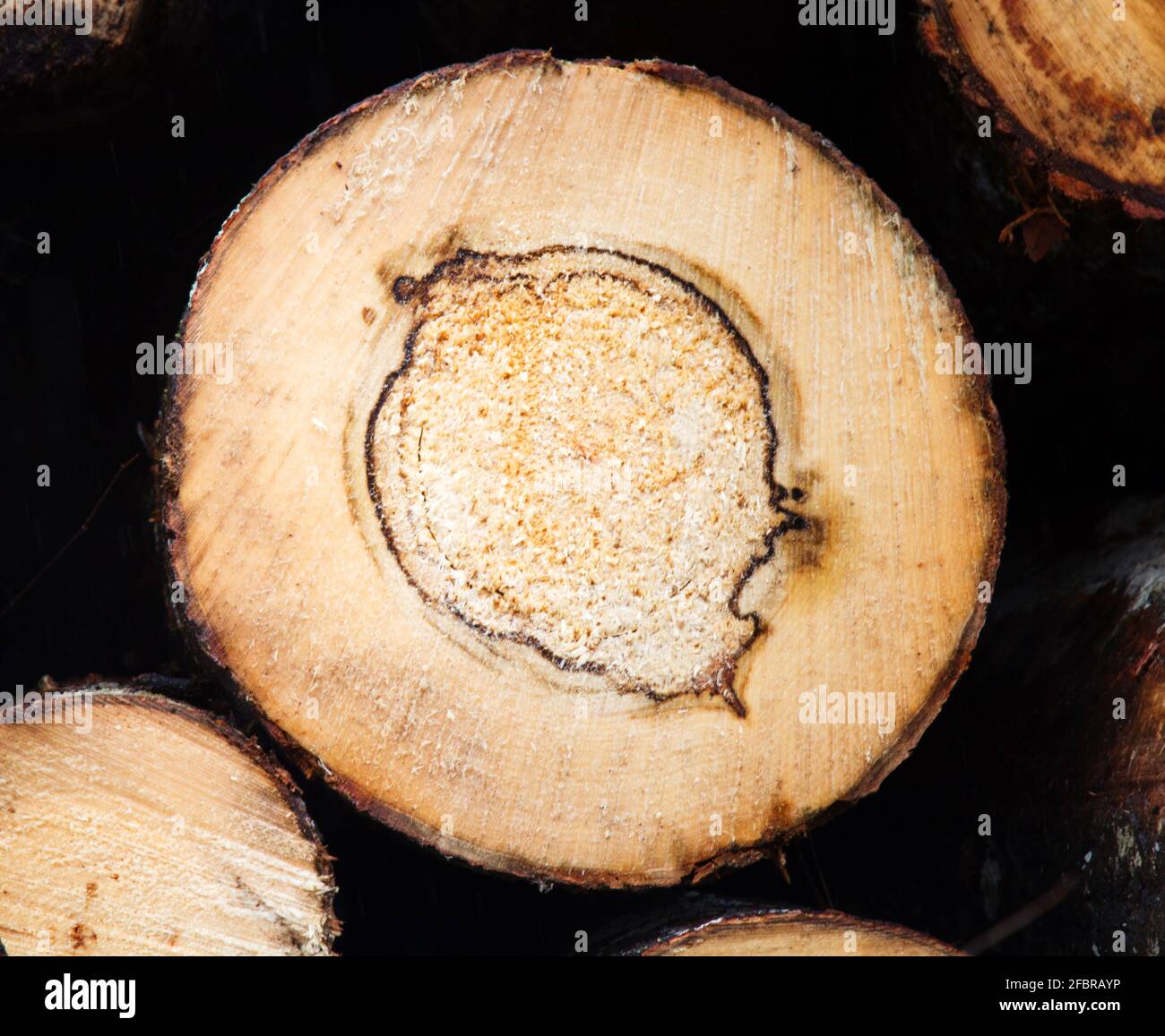 Forest science. Cross-section of sawn aspen show structure of tree ...