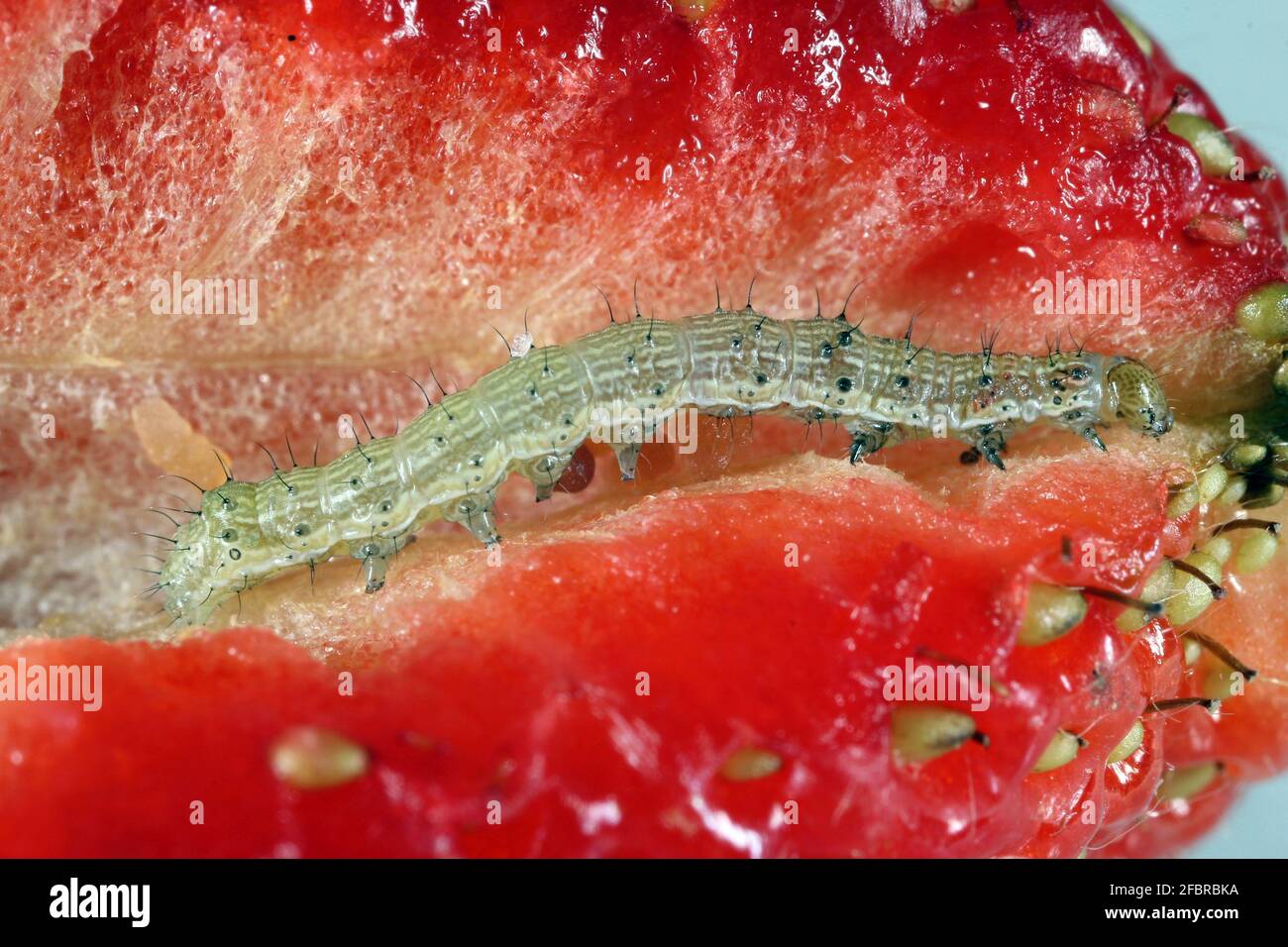 African bollworm hi-res stock photography and images - Alamy