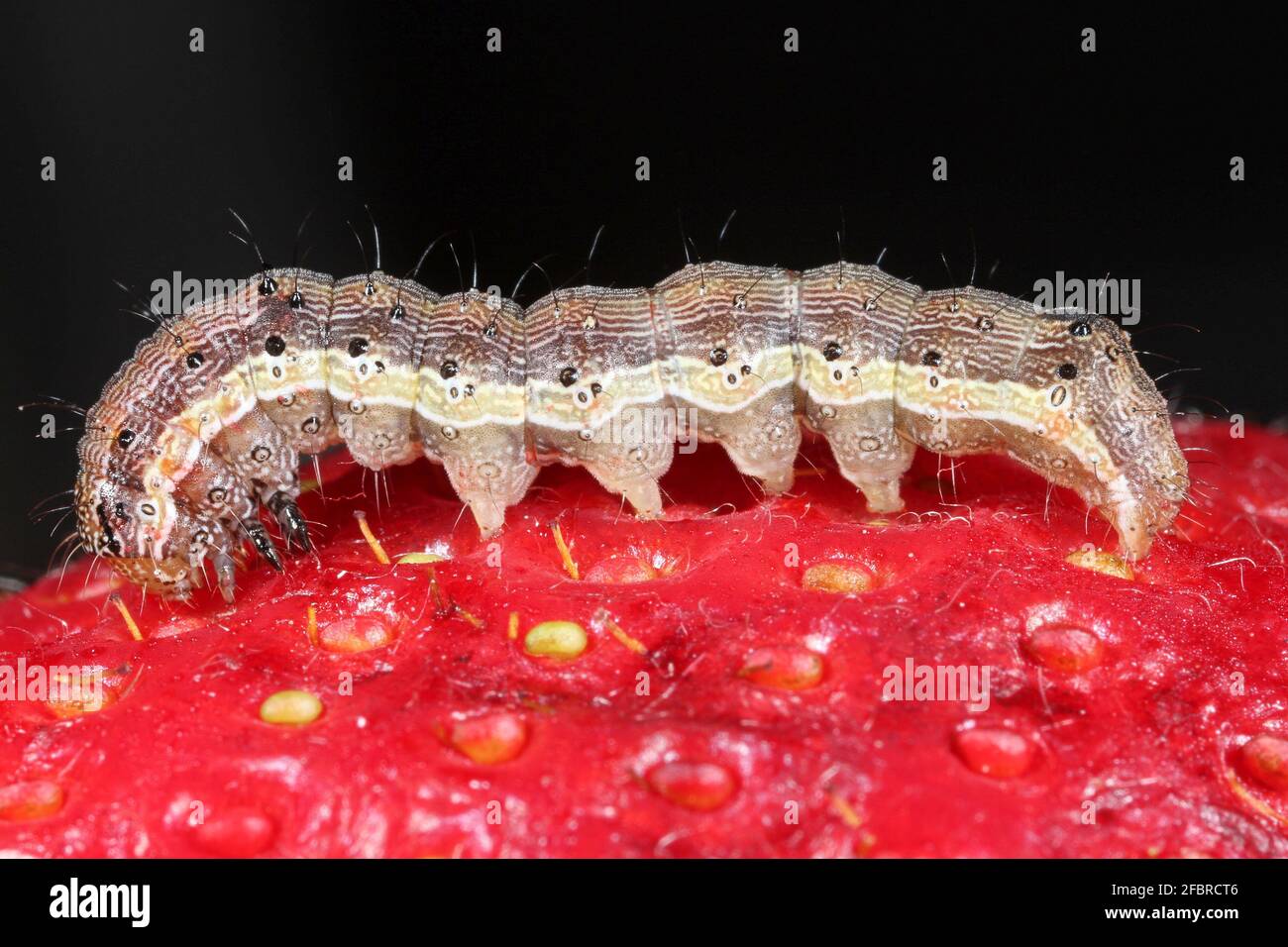 Caterpillar of the cotton bollworm, corn earworm or Old World (African ...