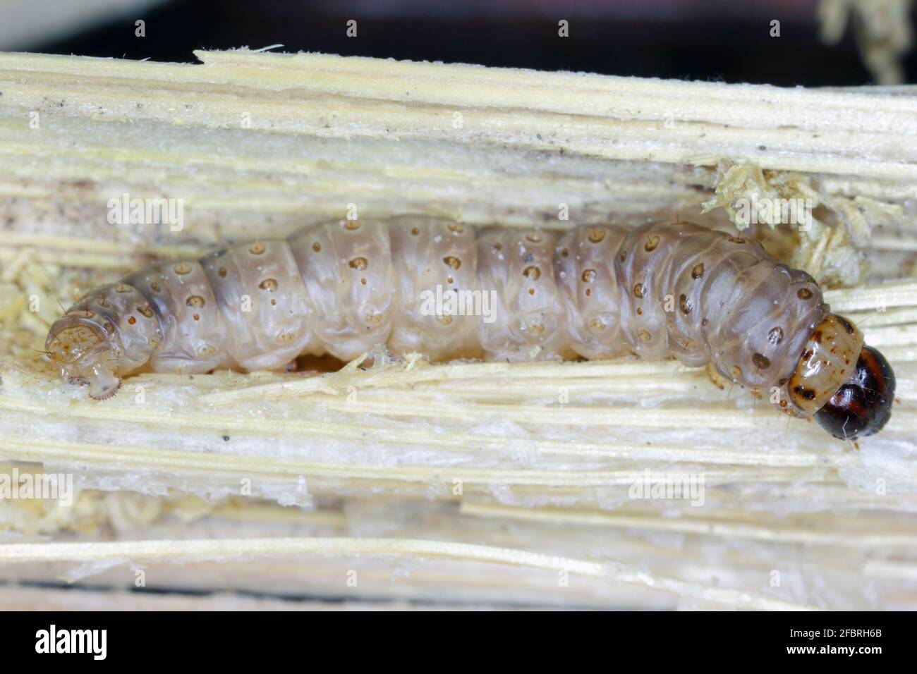 Corn borer damage hi-res stock photography and images - Alamy