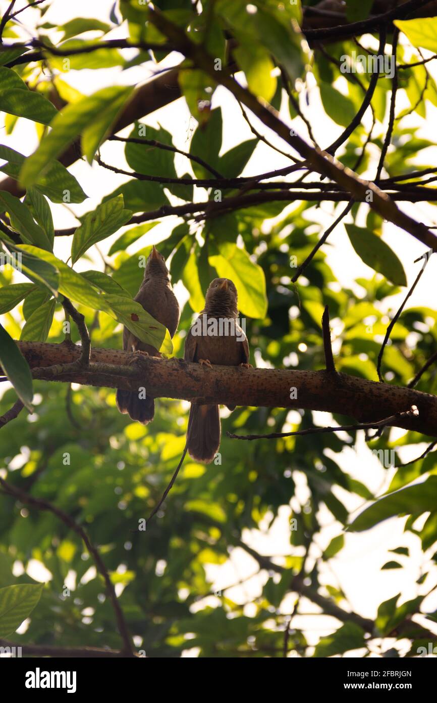 Mating interactions, pair-bonding: mutual cleaning of the plumage ...