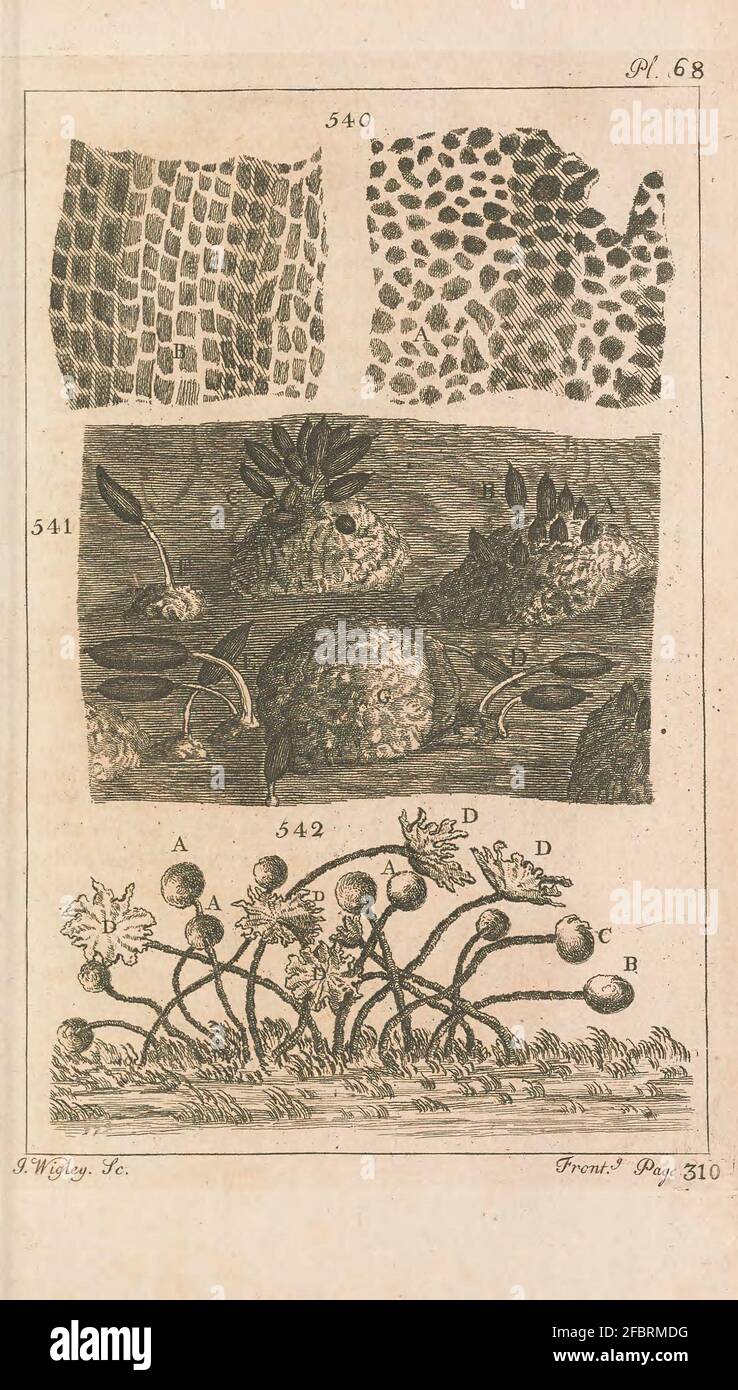 Spinal cord section micrograph hi-res stock photography and images - Alamy