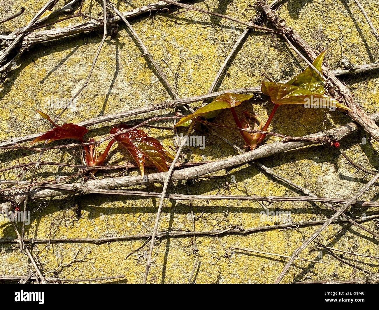Creeping ivy plants hi-res stock photography and images - Alamy