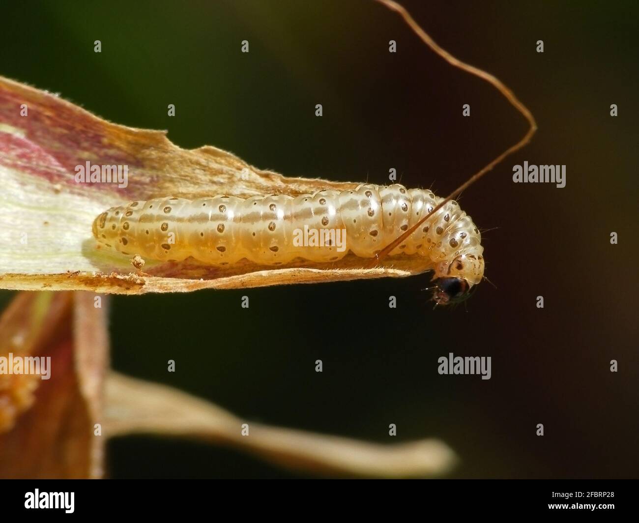 Caterpillar of The European corn borer or borer or high-flyer (Ostrinia ...