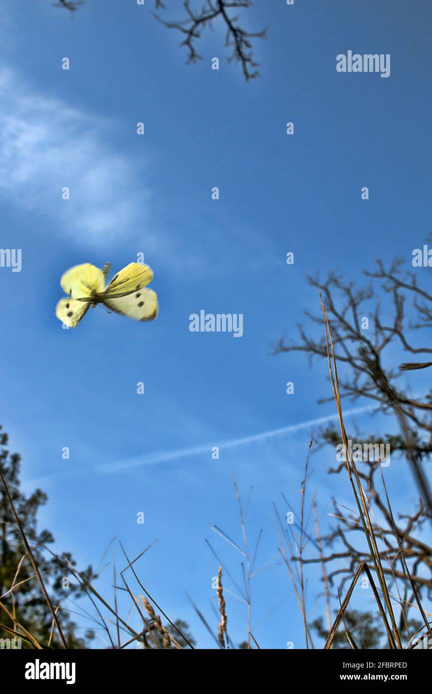 Yellow Butterfly Flying In The Sky