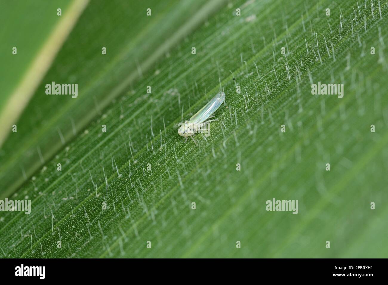 Leafhopper corn insect pest hi-res stock photography and images - Alamy