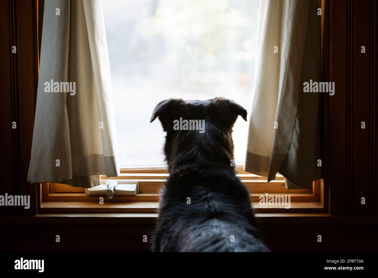 Dog looking out window hi-res stock photography and images - Alamy