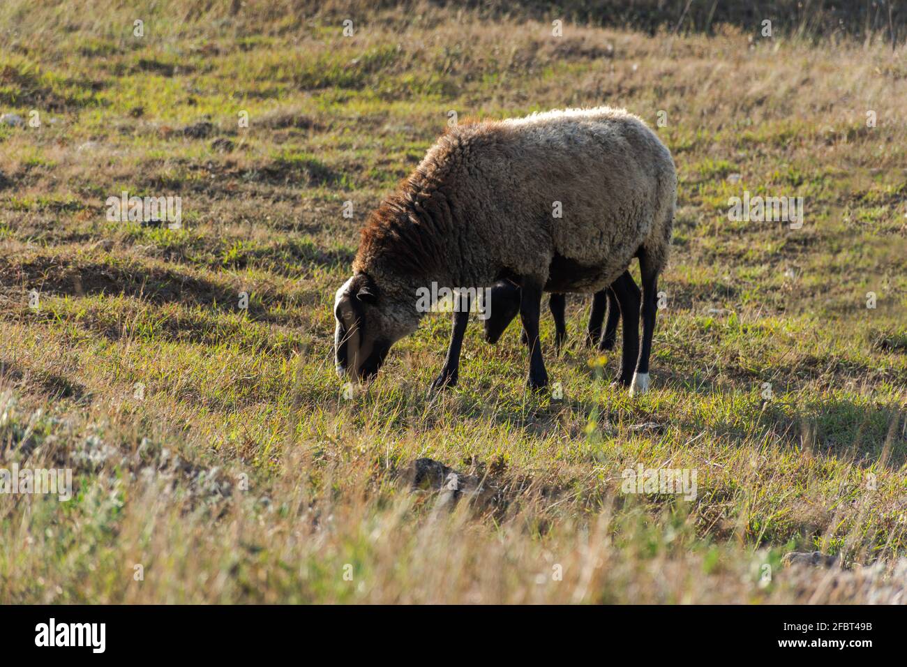 Curly haired sheep hi-res stock photography and images - Alamy
