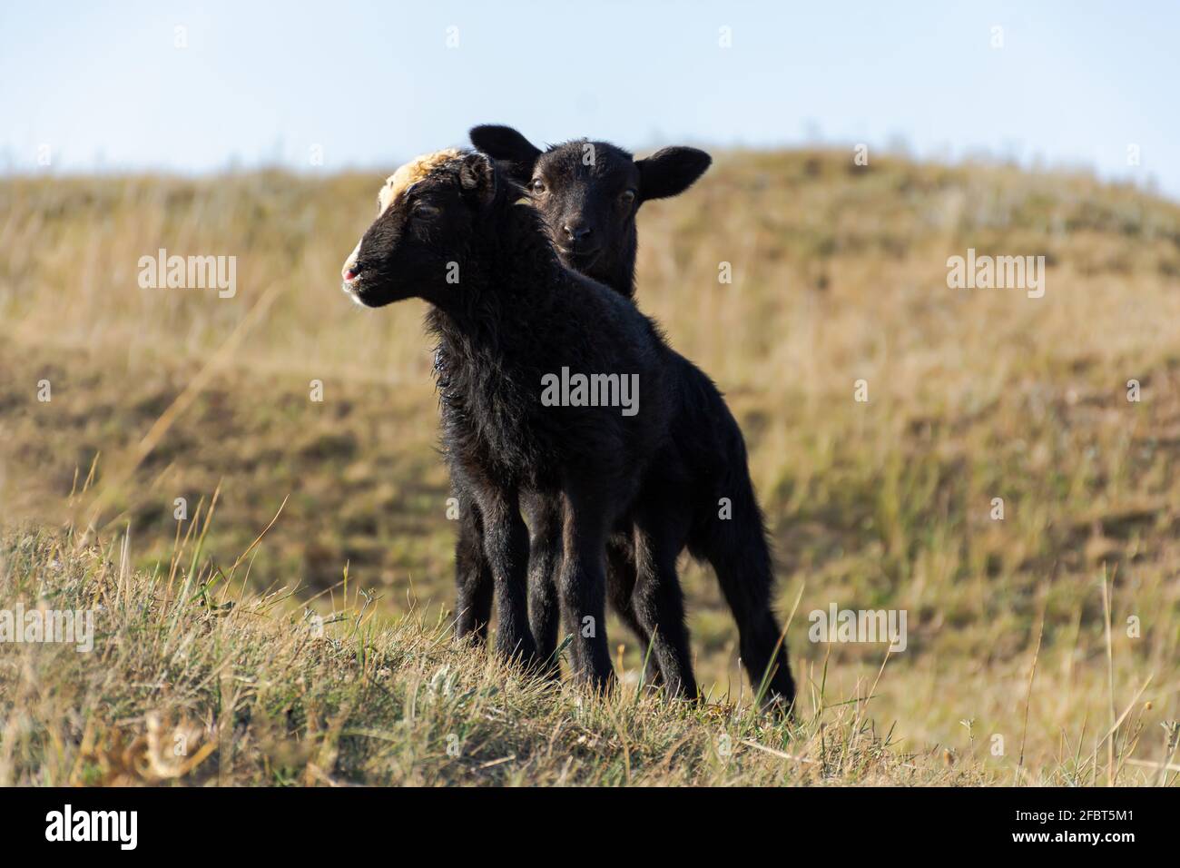 Pure new wool symbol hi-res stock photography and images - Alamy