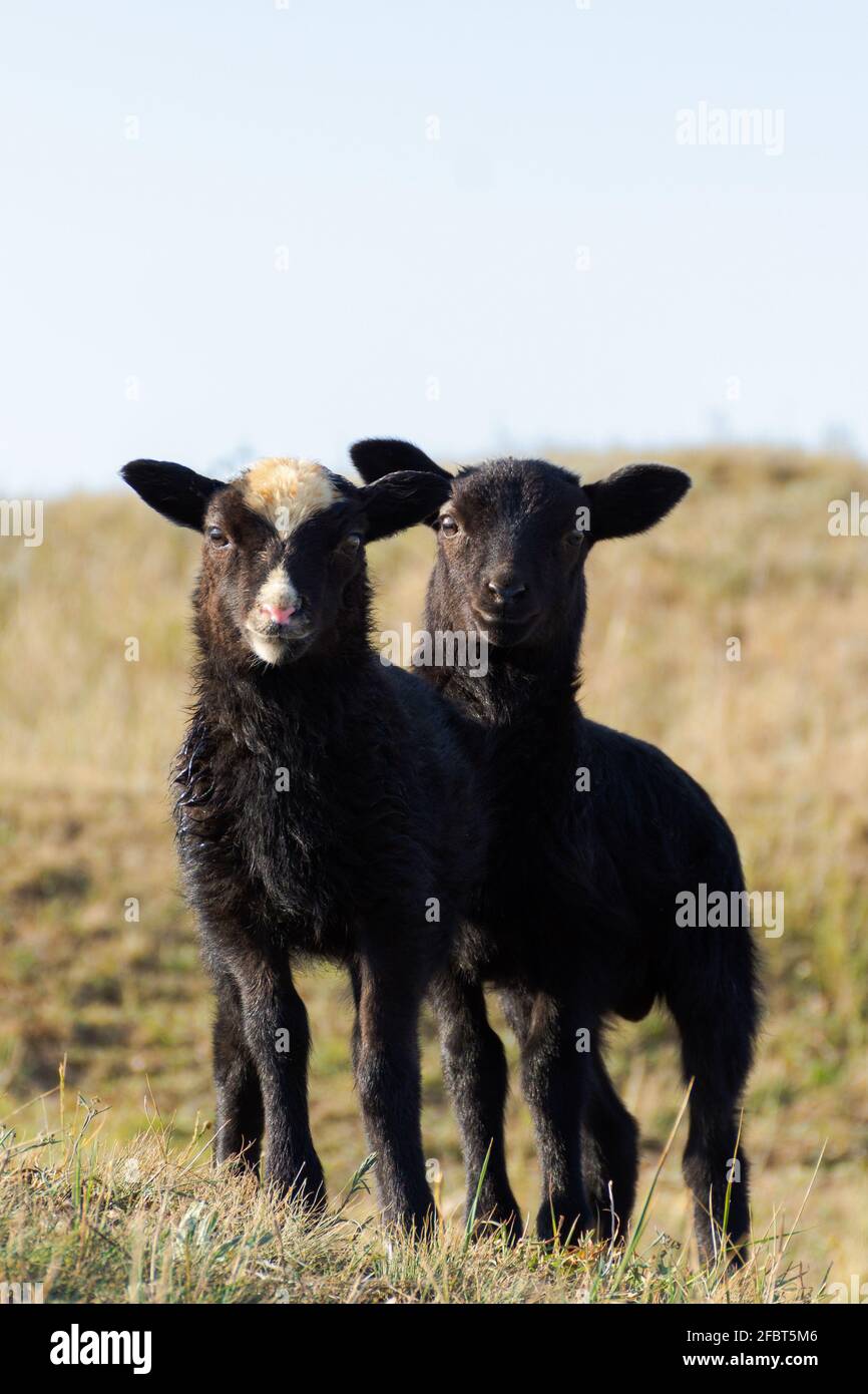 Spring lambs playing in green field hi-res stock photography and images ...