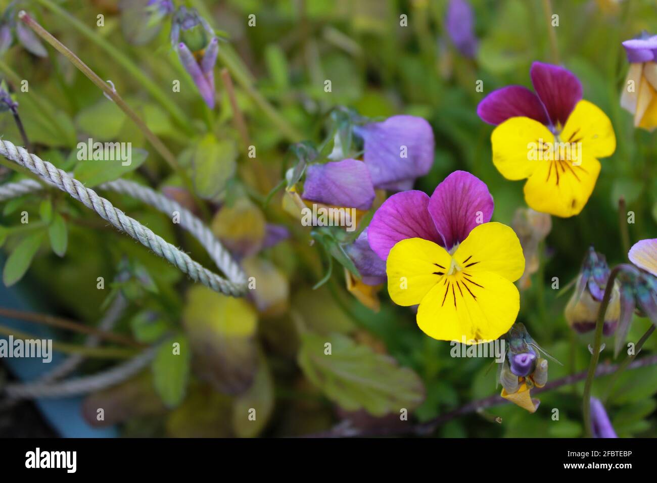 Pointy flower petals hi-res stock photography and images - Alamy