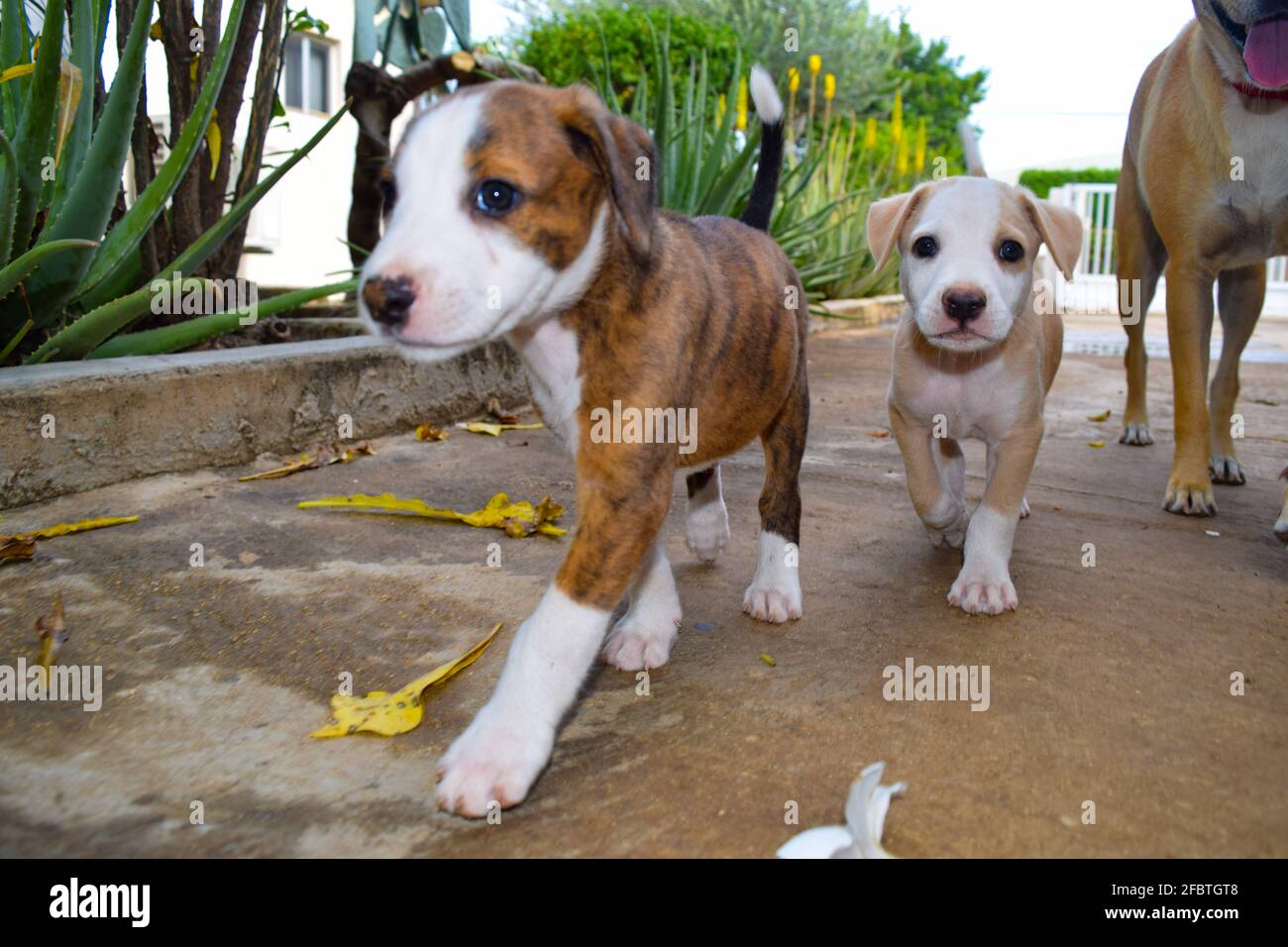 Perros perro hi-res stock photography and images - Alamy