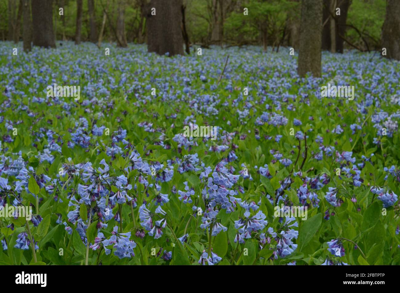 Virginia native plants hi-res stock photography and images - Alamy