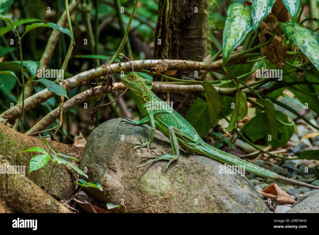 Female Plumed basilisk Basiliscus plumifrons , also called a green ...
