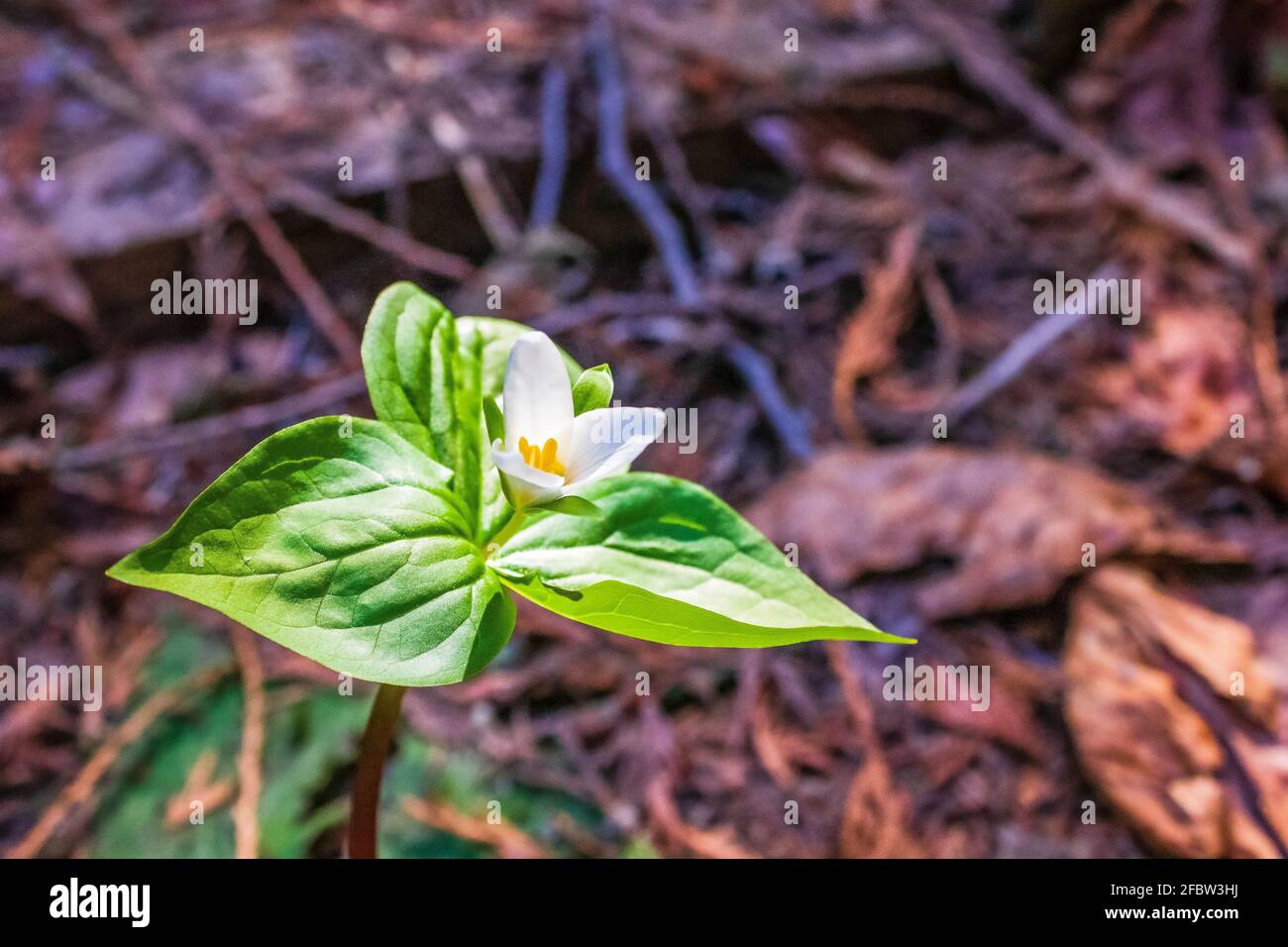 Trillium wildflower blooming hi-res stock photography and images - Alamy