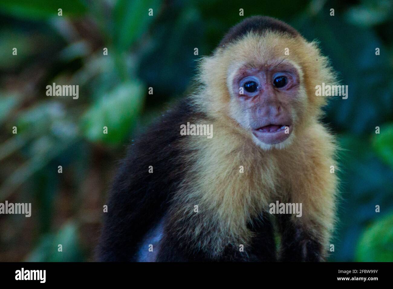 White-headed capuchin monkey Cebus capucinus in National Park Manuel ...