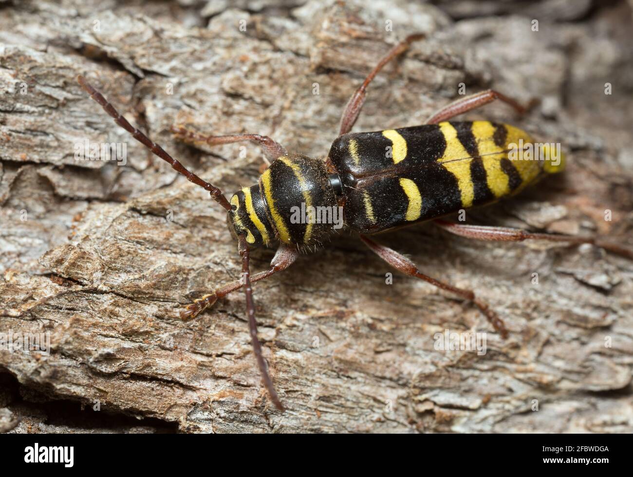 Black and yellow long beetle hi-res stock photography and images - Alamy