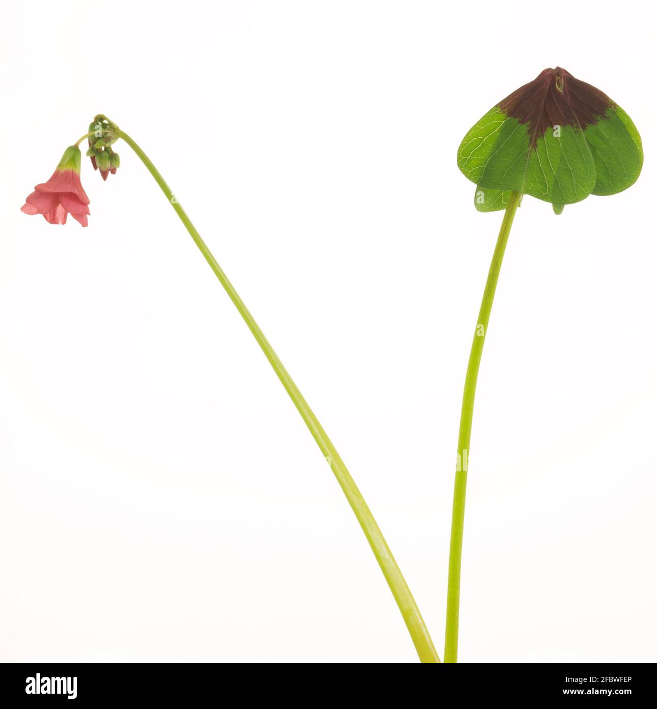 Iron cross, Oxalis tetraphylla, flower and leaf isolated on white ...