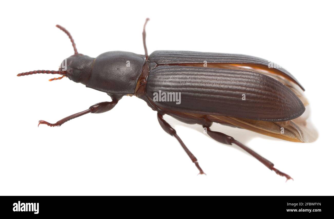 Flour beetle, Tenebrio molitor isolated on white background Stock Photo ...