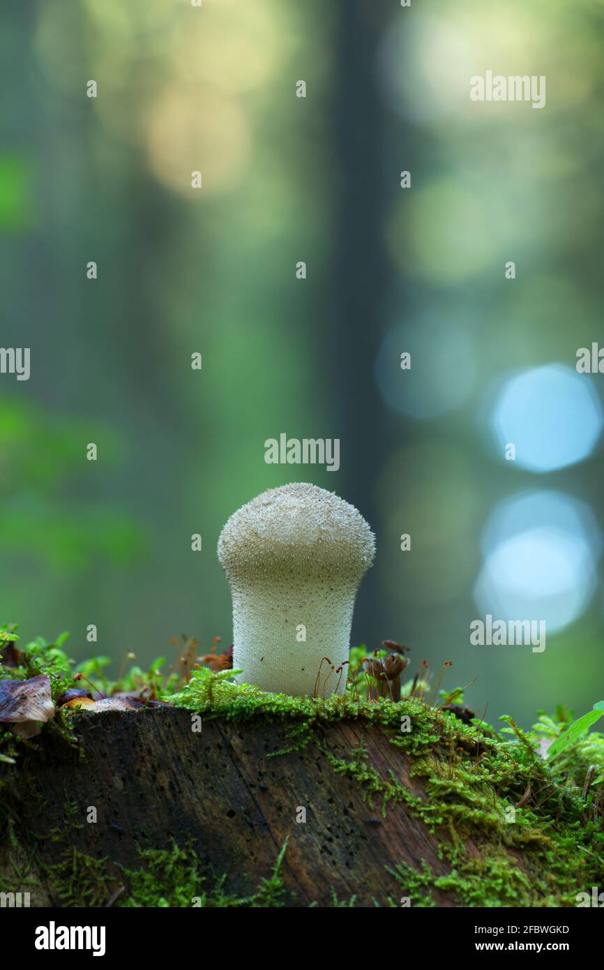 Puffball growing on stub Stock Photo - Alamy