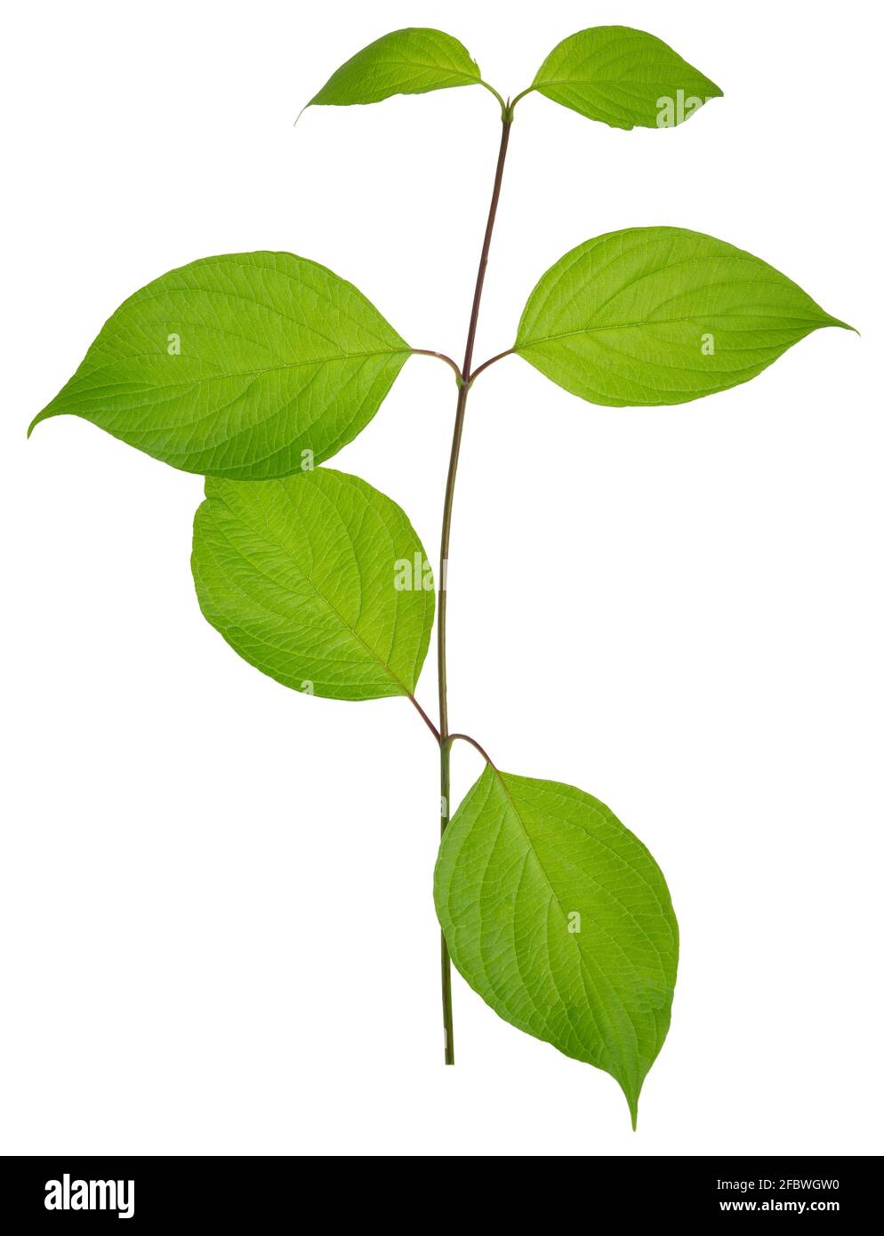 Dogwood, Cornus plant isolated on white background Stock Photo - Alamy