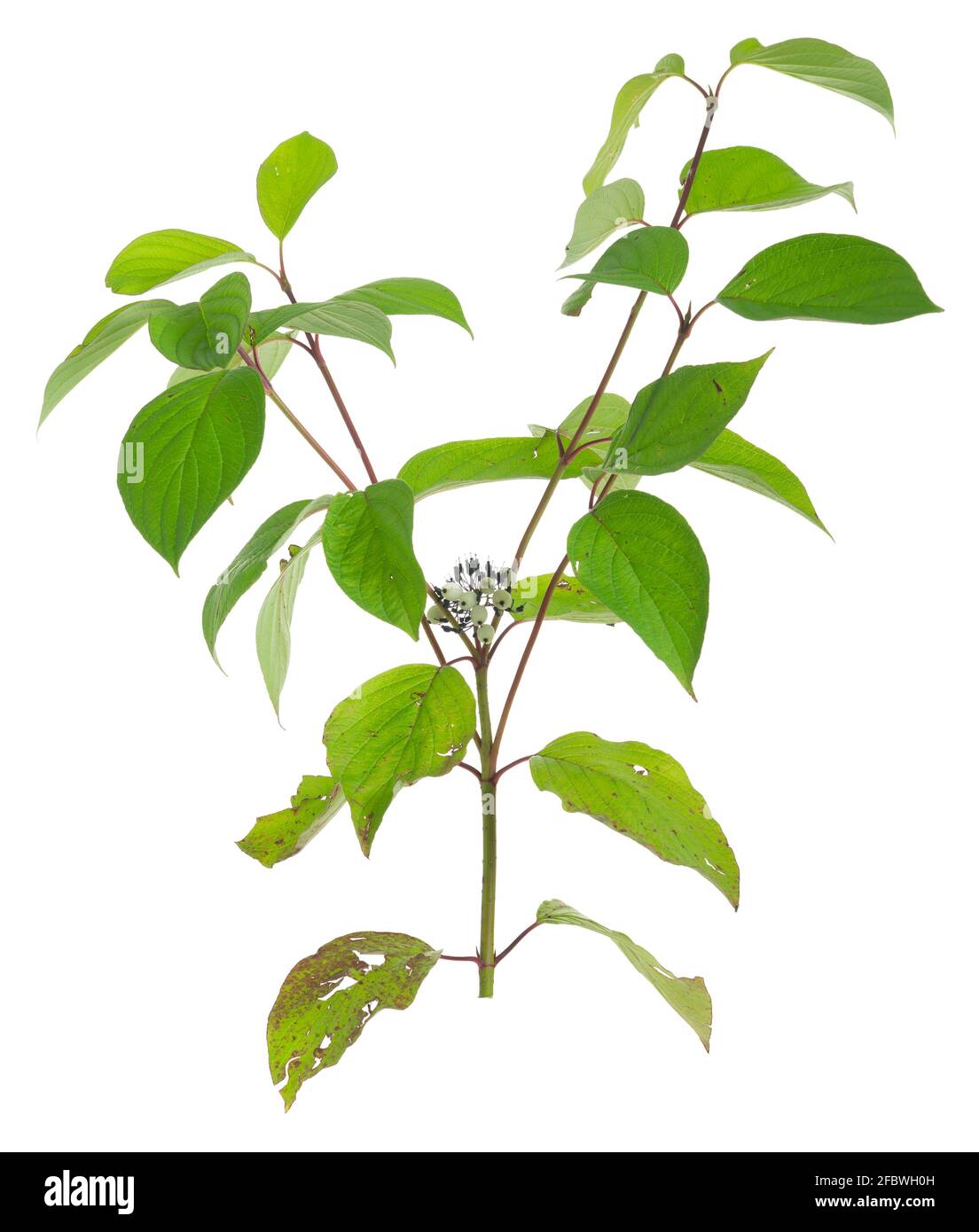 Dogwood, Cornus plant isolated on white background Stock Photo - Alamy