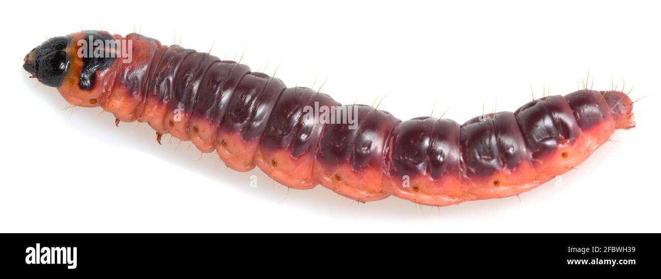 Goat moth, Cossus cossus larva isolated on white background Stock Photo ...