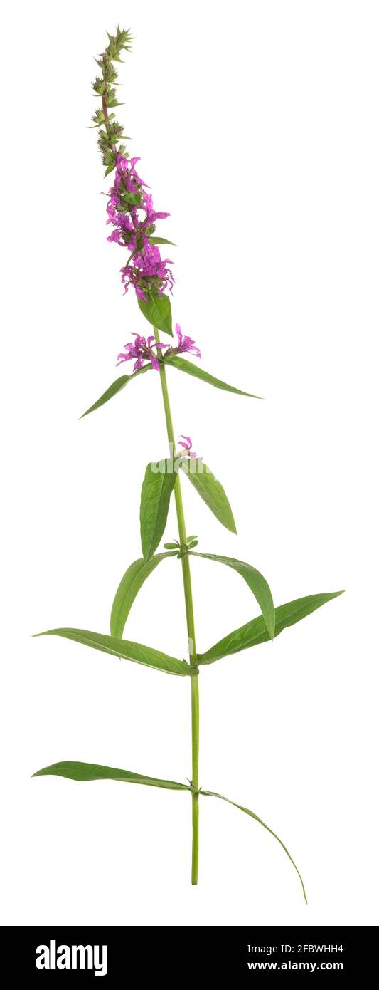 Blooming purple-loosestrife, Lythrum salicaria isolated on white ...