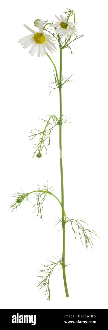 False mayweed Cut Out Stock Images & Pictures - Alamy