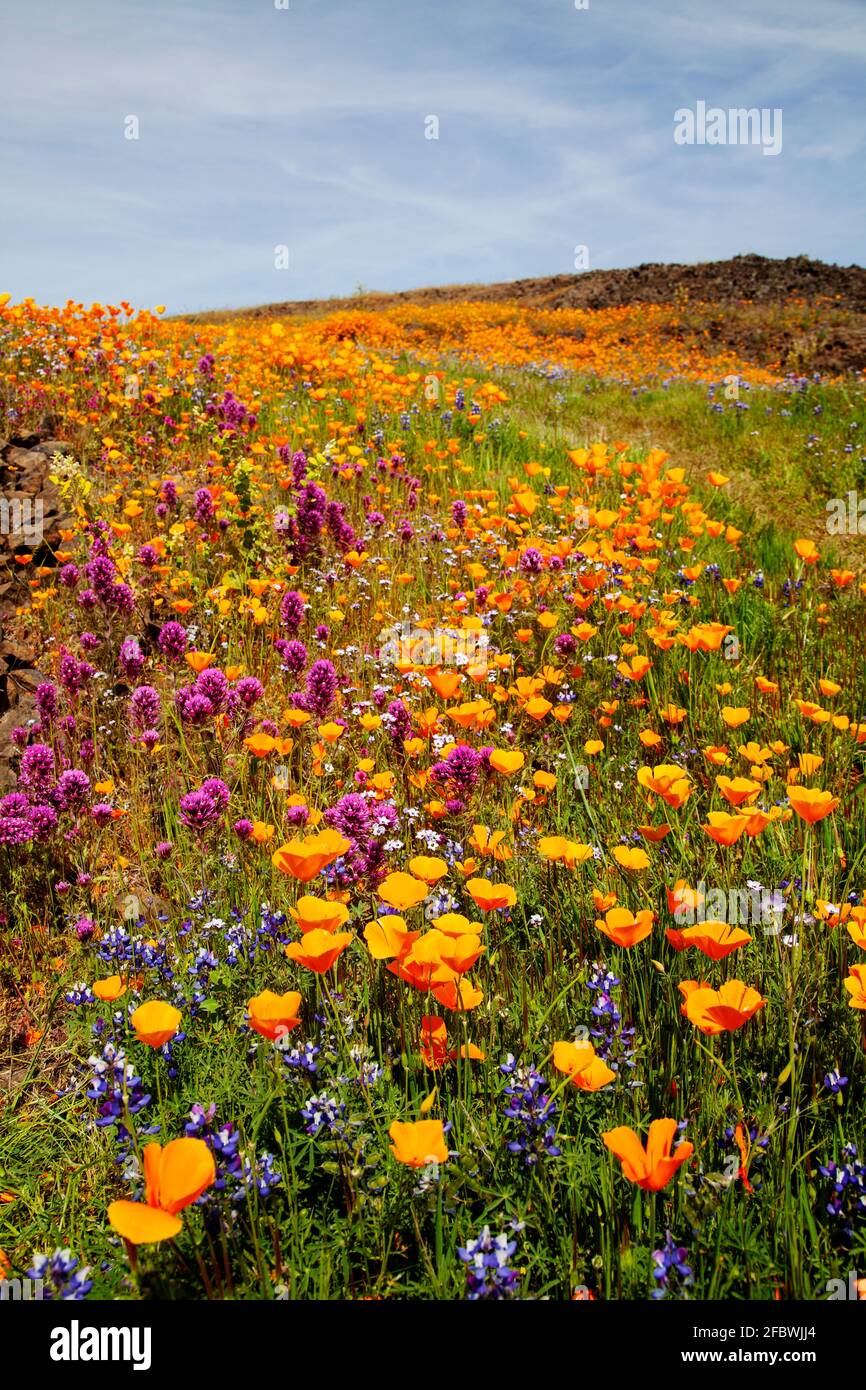 Spring Wildflowers in North California Stock Photo - Alamy