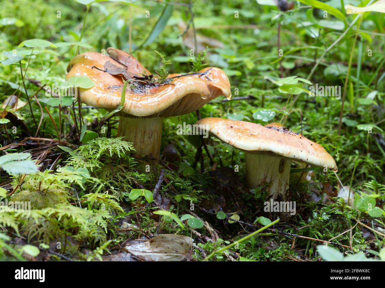 Blue foot mushroom hi-res stock photography and images - Alamy