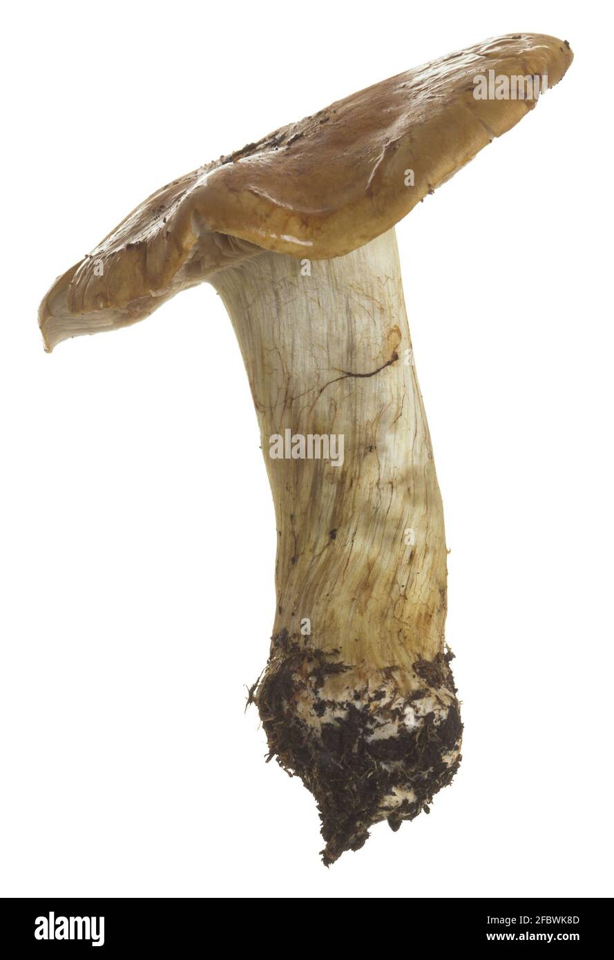 Blue-foot webcap, Cortinarius glaucopus isolated on white background ...