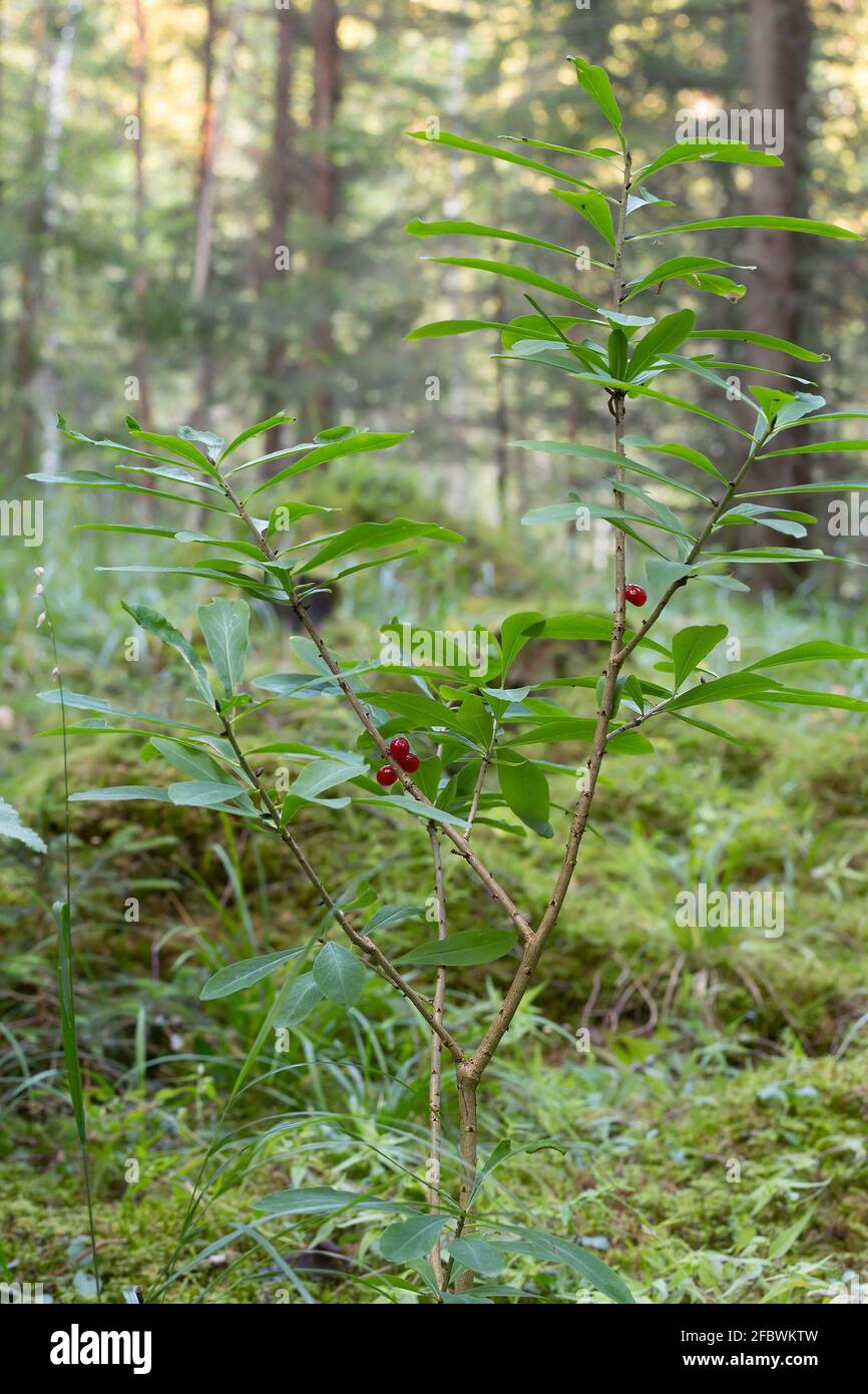 Daphne mezereum bush with berries in forest in sweden, early autumn ...