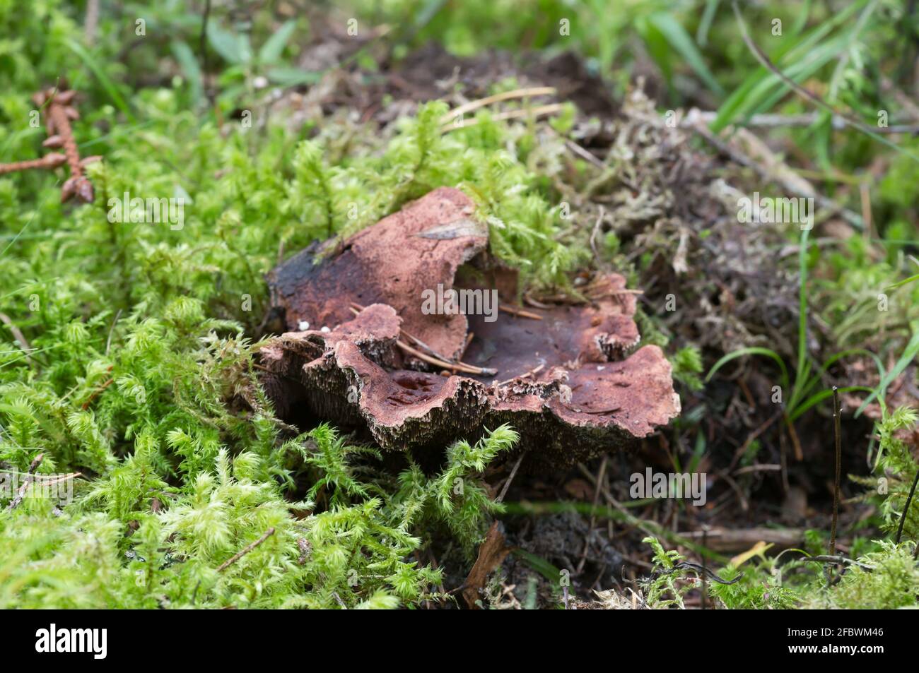Tooth fungus, Sarcodon lundellii growing among moss Stock Photo - Alamy