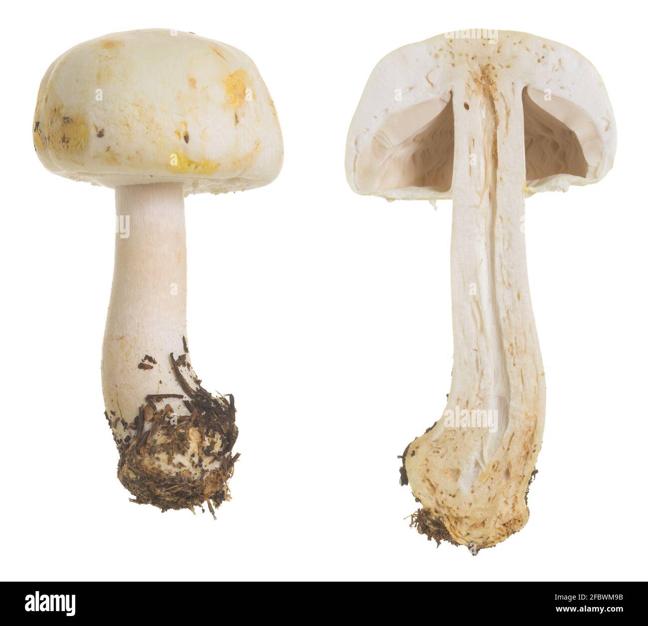 Champignon, Agaricus isolated on white background Stock Photo - Alamy