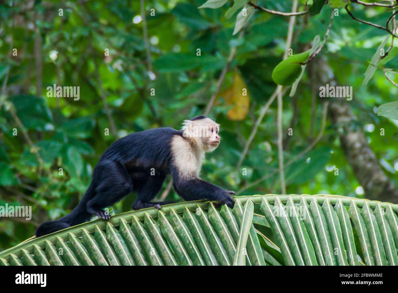 White-headed capuchin monkey Cebus capucinus in Cahuita National Park ...