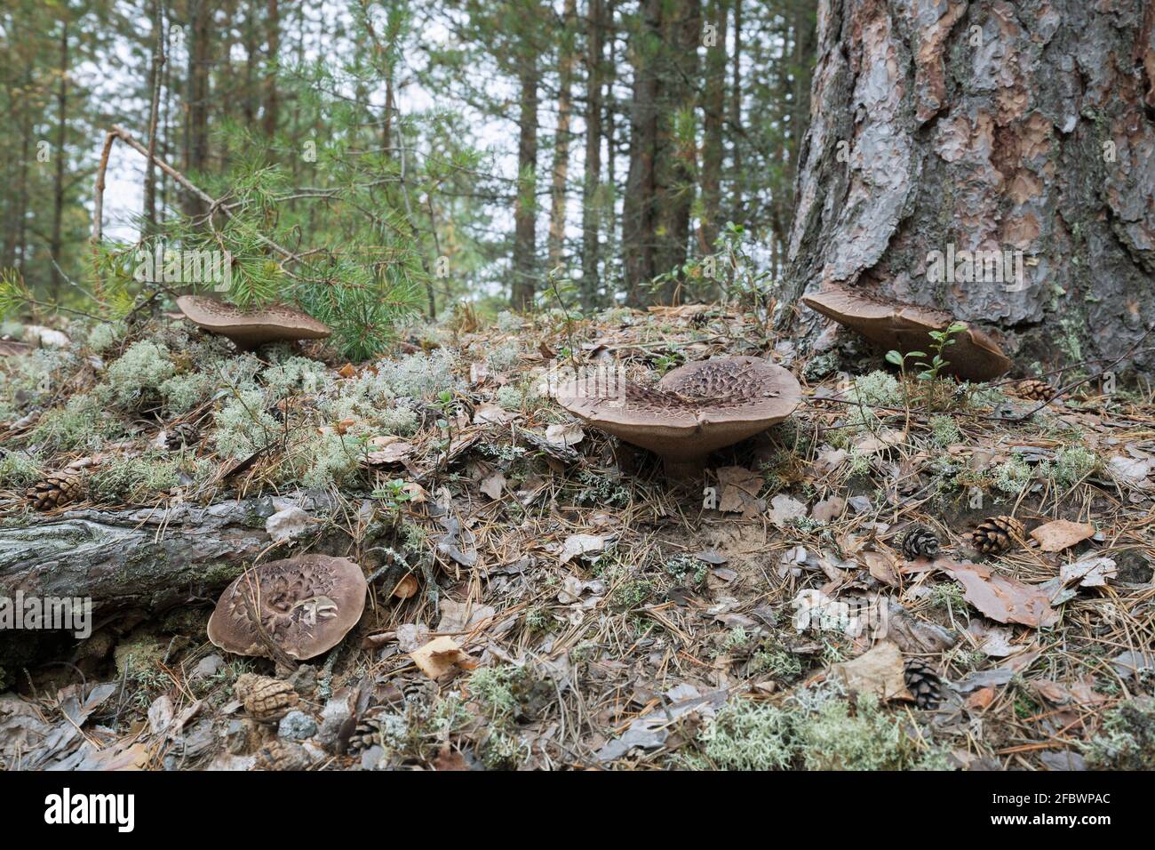 Scaly tooth fungus, Sarcodon squamosus growing in pine forest Stock ...