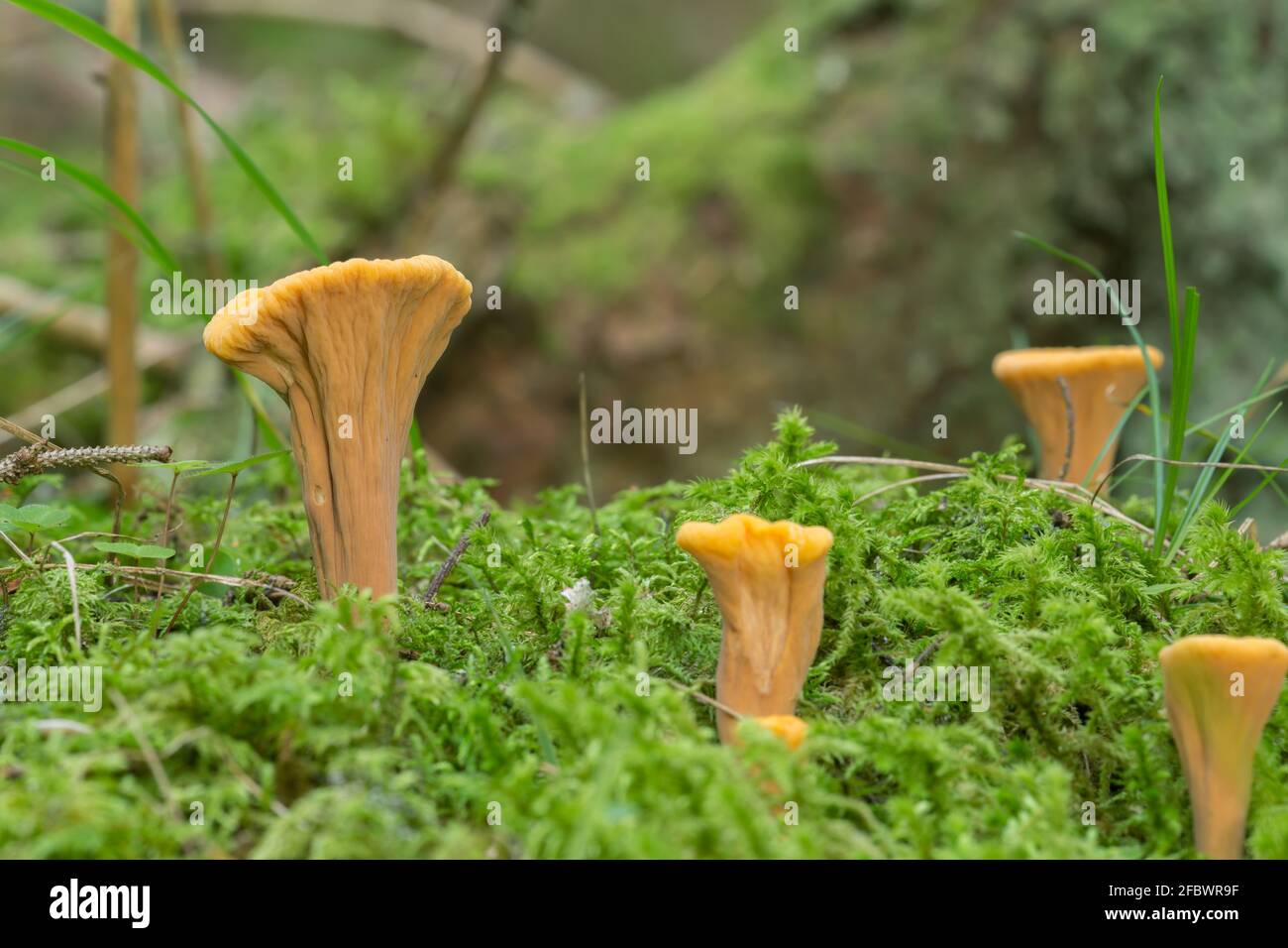 Yellow club fungus hi-res stock photography and images - Alamy