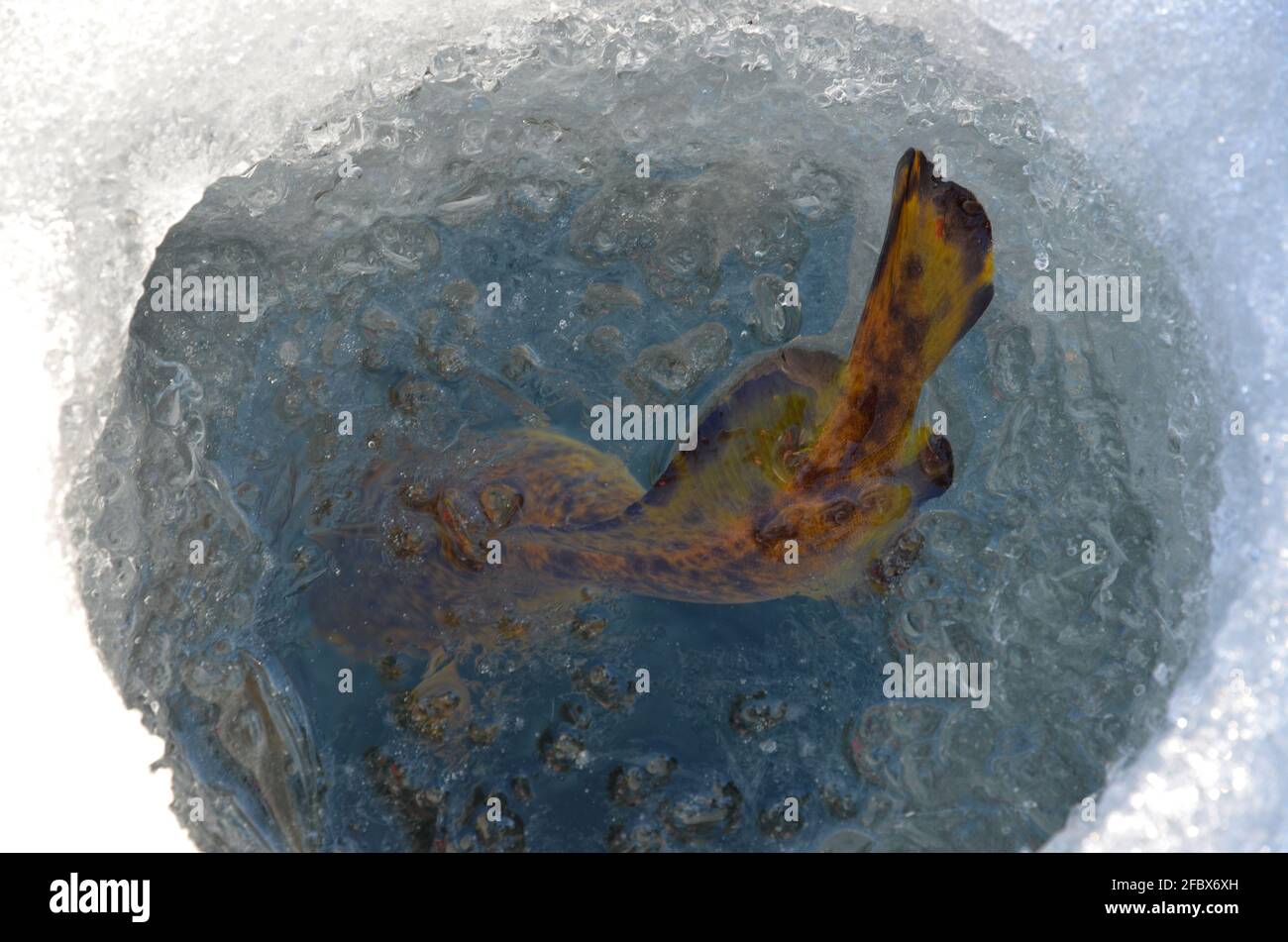 Winter fishing. The fish swims away under the ice. The caught fish got ...