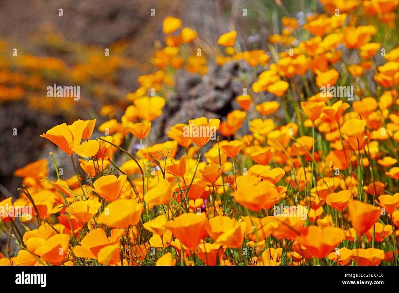 Spring Wildflowers in North California Stock Photo - Alamy