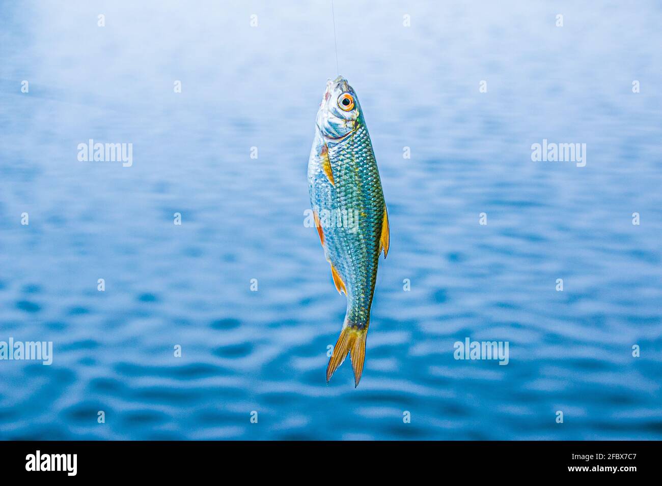 Fish float rod fishing river hi-res stock photography and images - Alamy