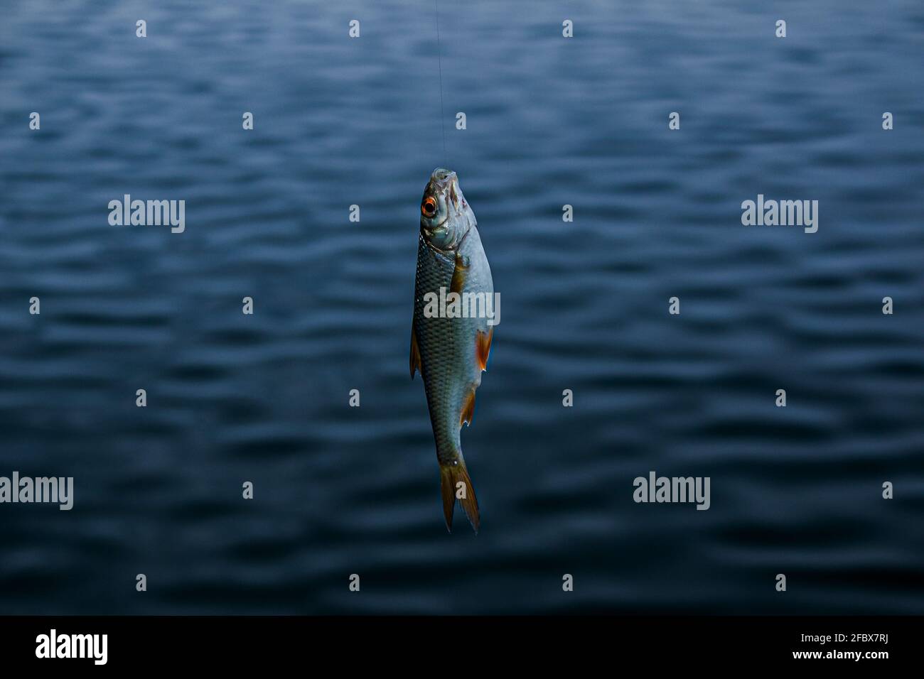 Fishing. Just caught fish on a fishing line and a hook on the ...