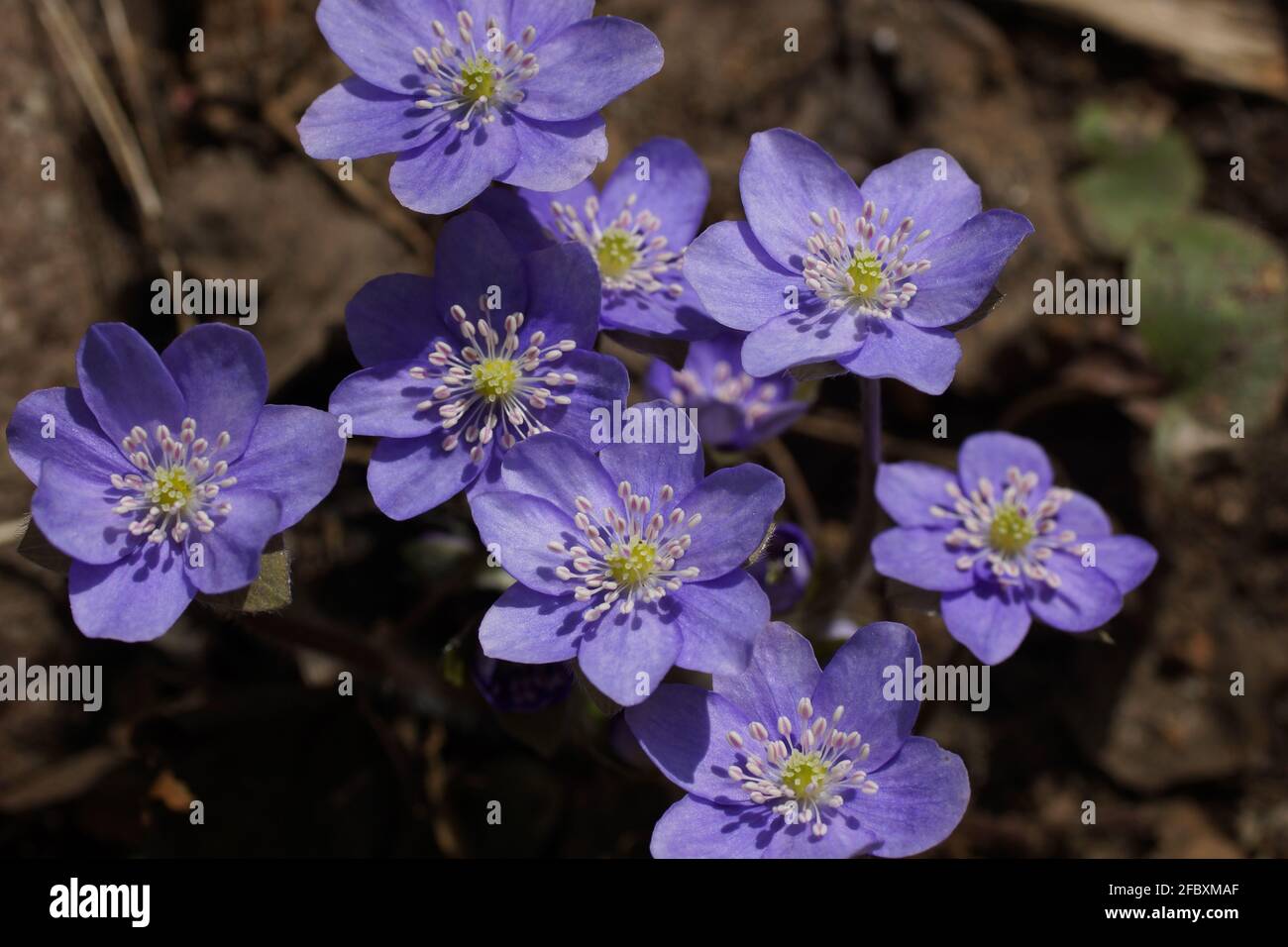 Garden hepatics Anemone hepatica (common hepatica, liverwort ...