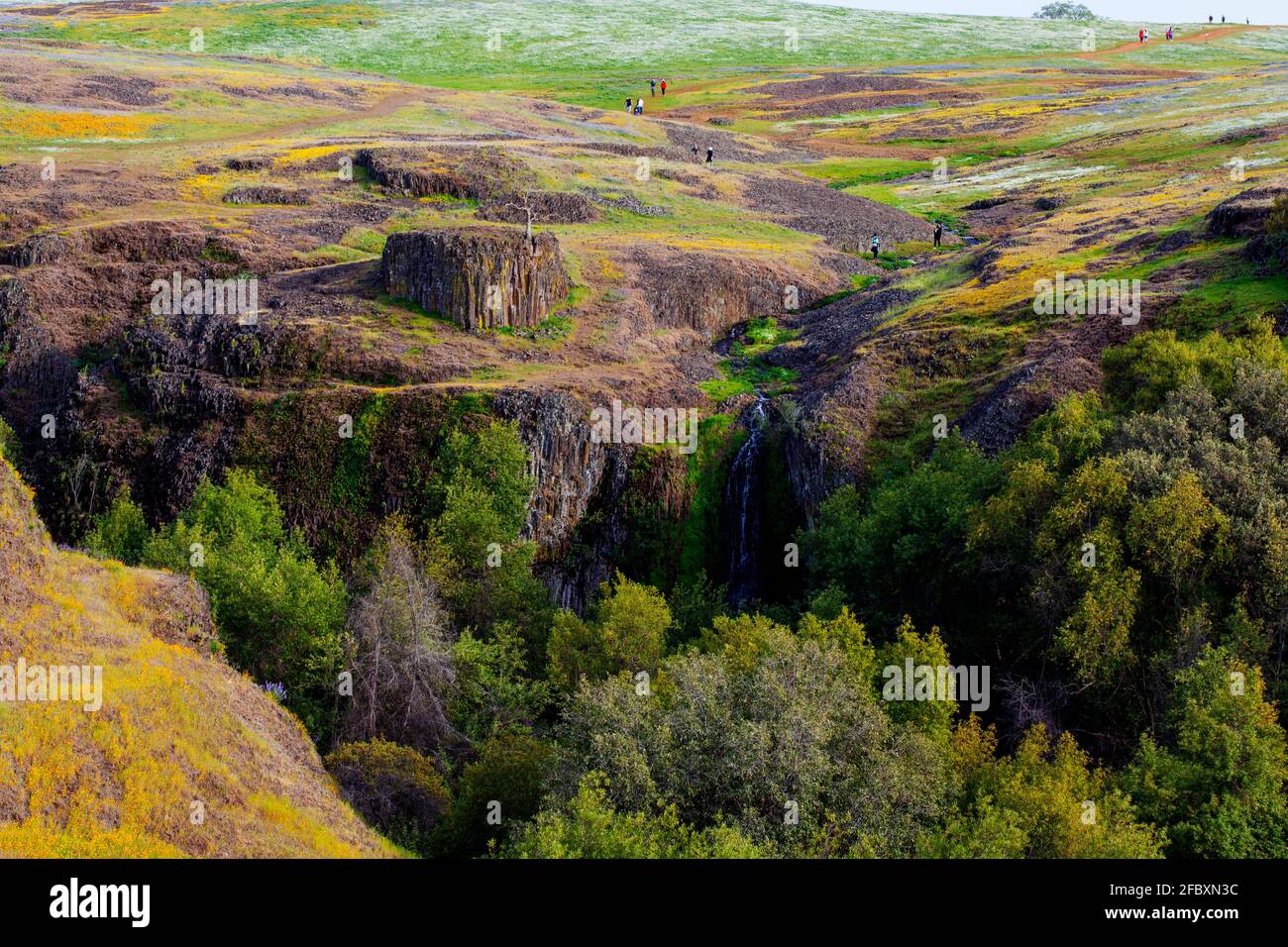 Spring Wildflowers in North California Stock Photo - Alamy