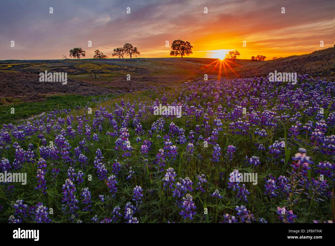 Spring Wildflowers in North California Stock Photo - Alamy