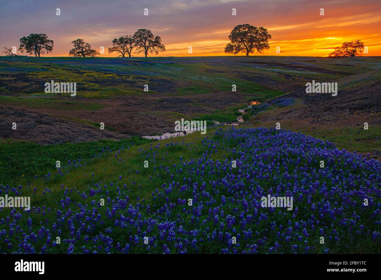 Spring Wildflowers in North California Stock Photo - Alamy