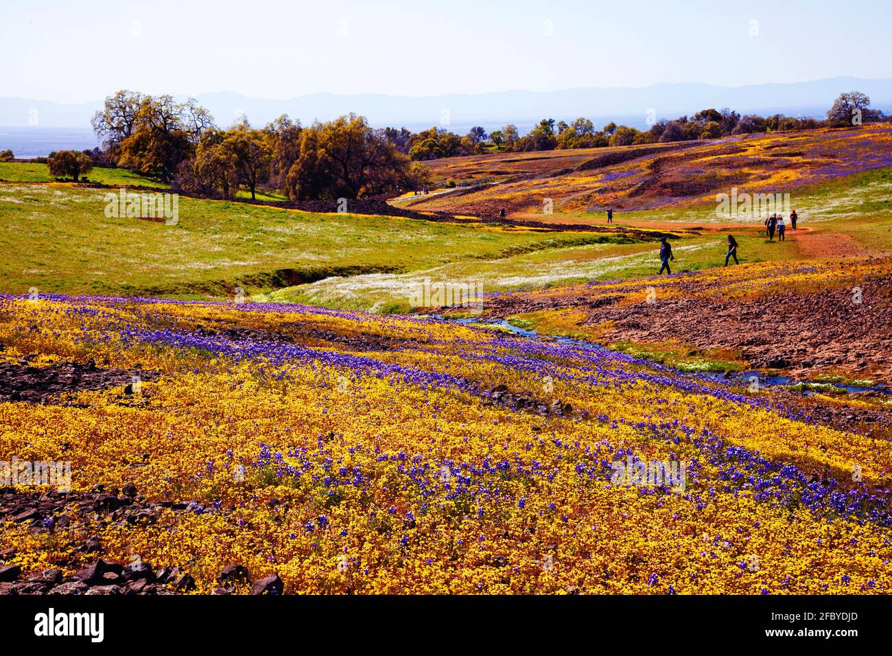 Spring Wildflowers in North California Stock Photo - Alamy